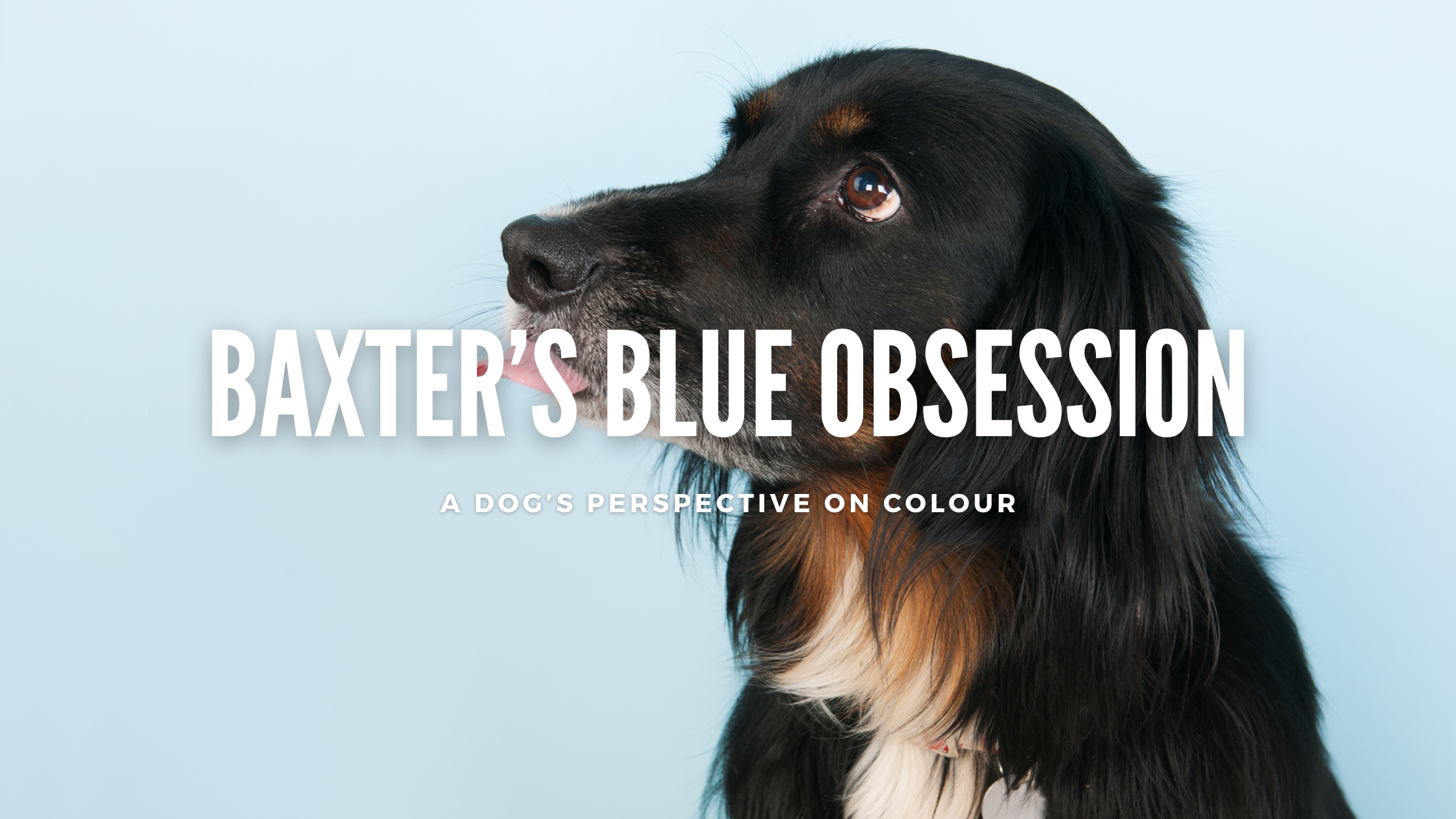 Baxter's Blue Obsession: A Dog's Perspective on Colour – Baxter & Teddy